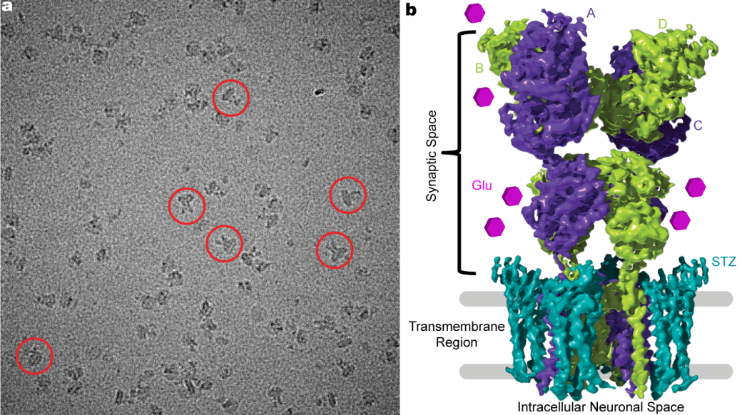 Scientists Capture First Image of Major Brain Receptor in Action ...