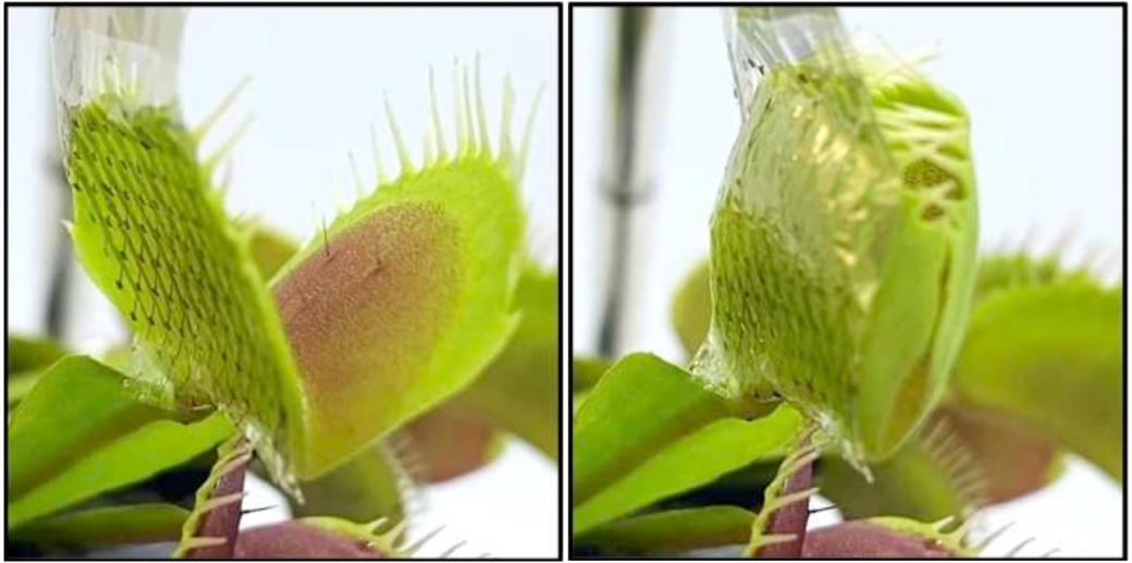 The Neuroscience of Venus Flytraps | Columbia University Irving Medical ...