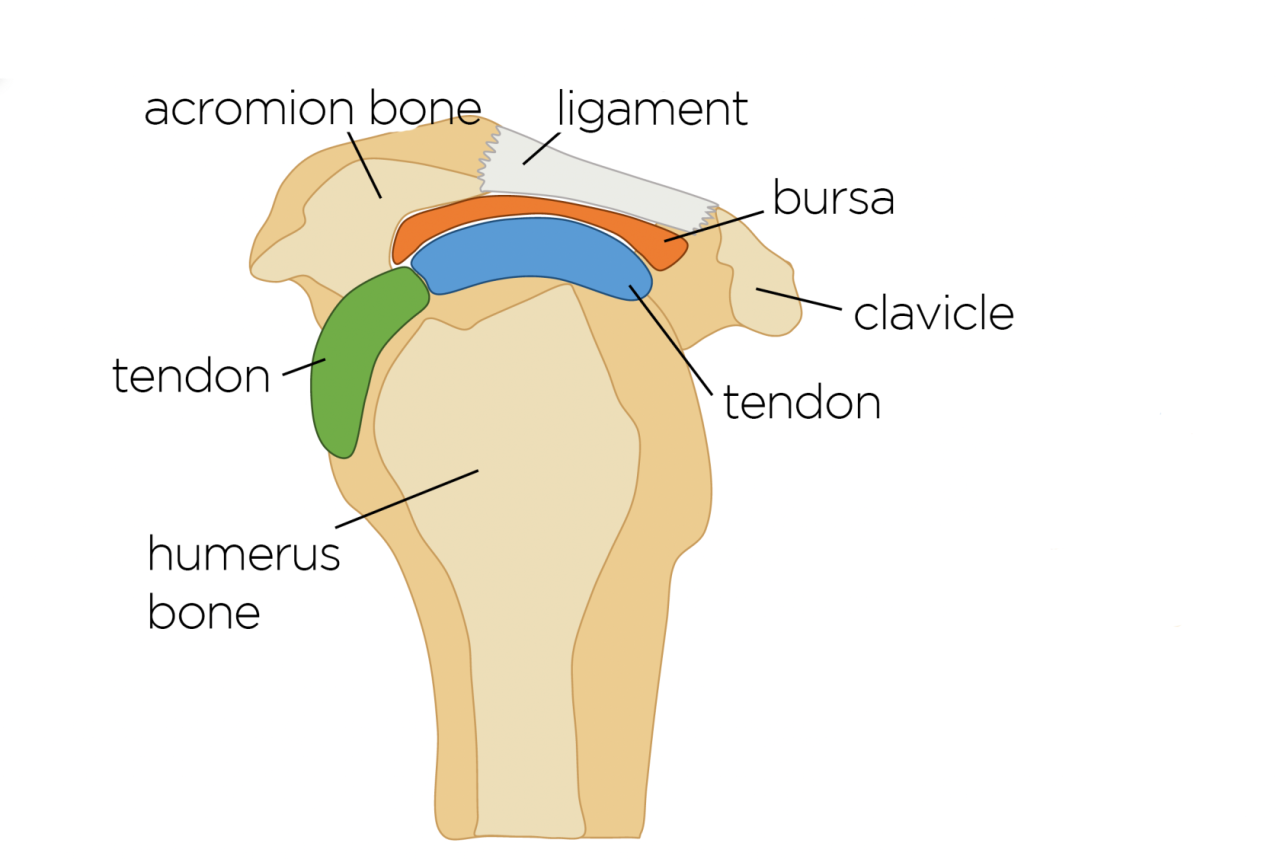 Shoulder Surgeons Should Rethink a Common Practice, New Study Suggests ...