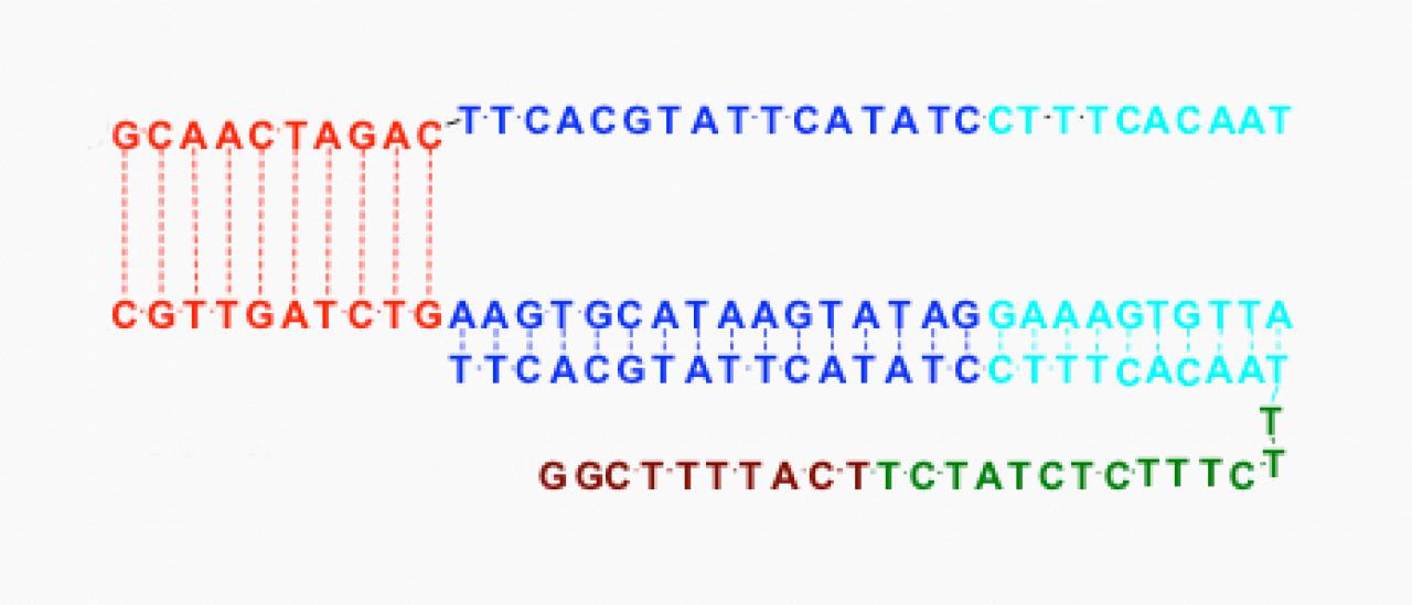 DNA Robots Find and Tag Blood Cells | Columbia University Irving ...