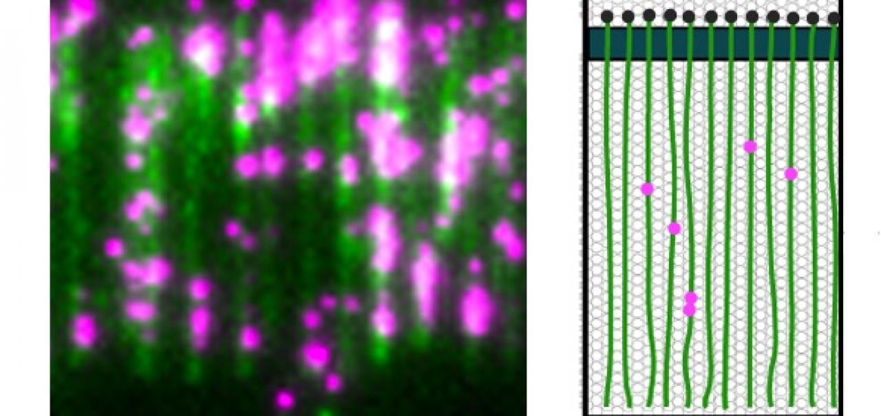 Drawing Back DNA “Curtains” on New Gene-Editing Method | Columbia ...