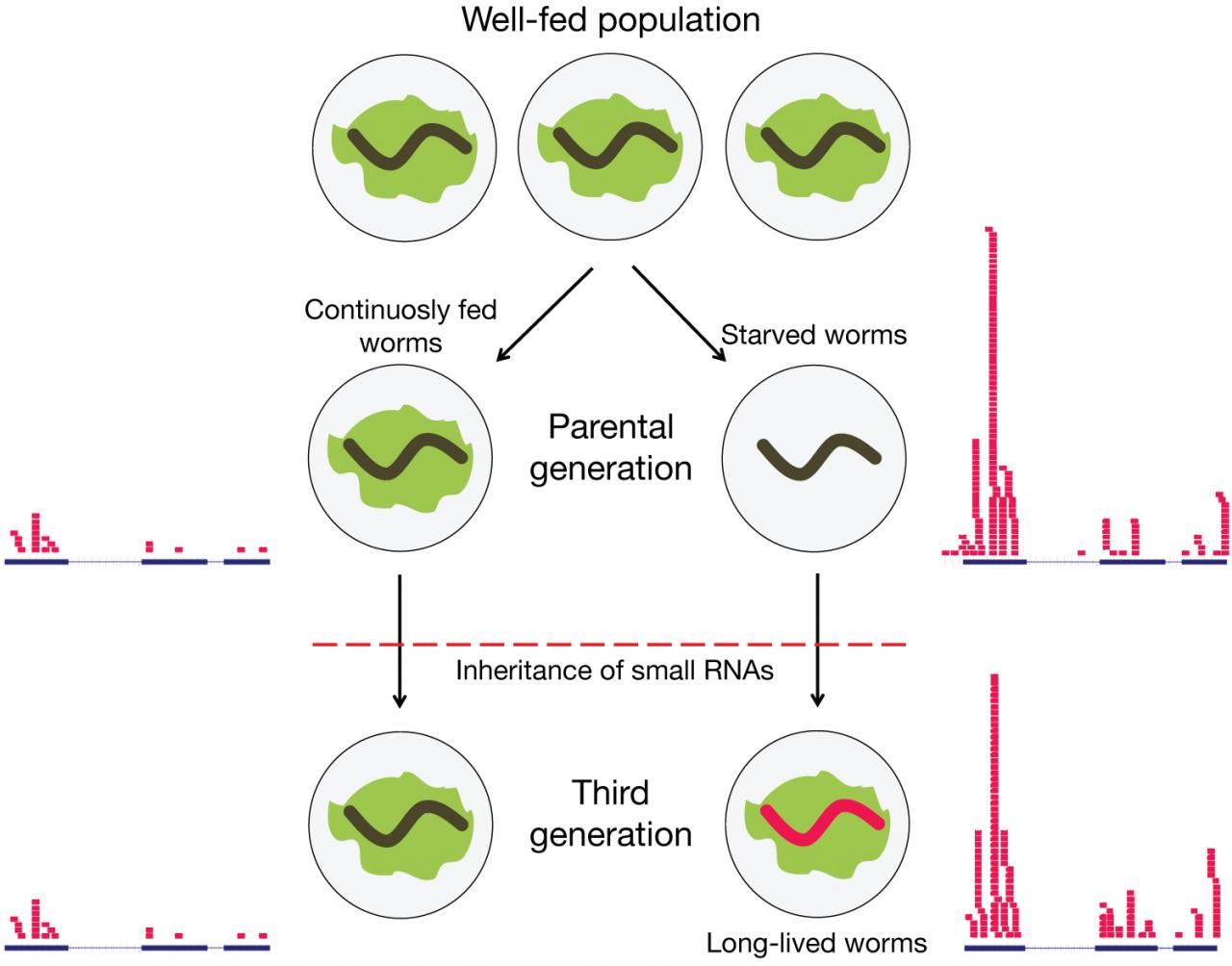 Study Shows How Effects of Starvation Can Be Passed to Future ...