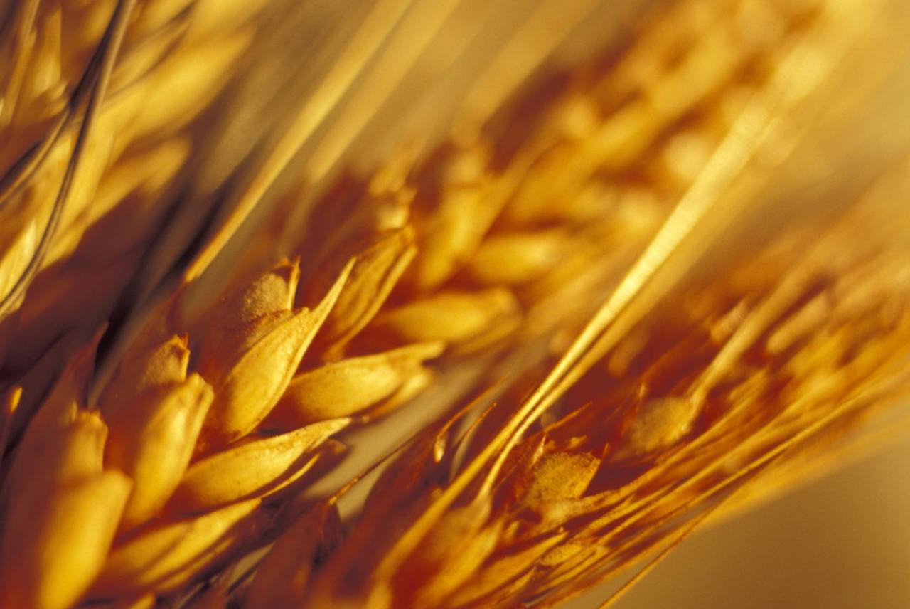 Columbia Researchers Find Biological Explanation for Wheat Sensitivity ...