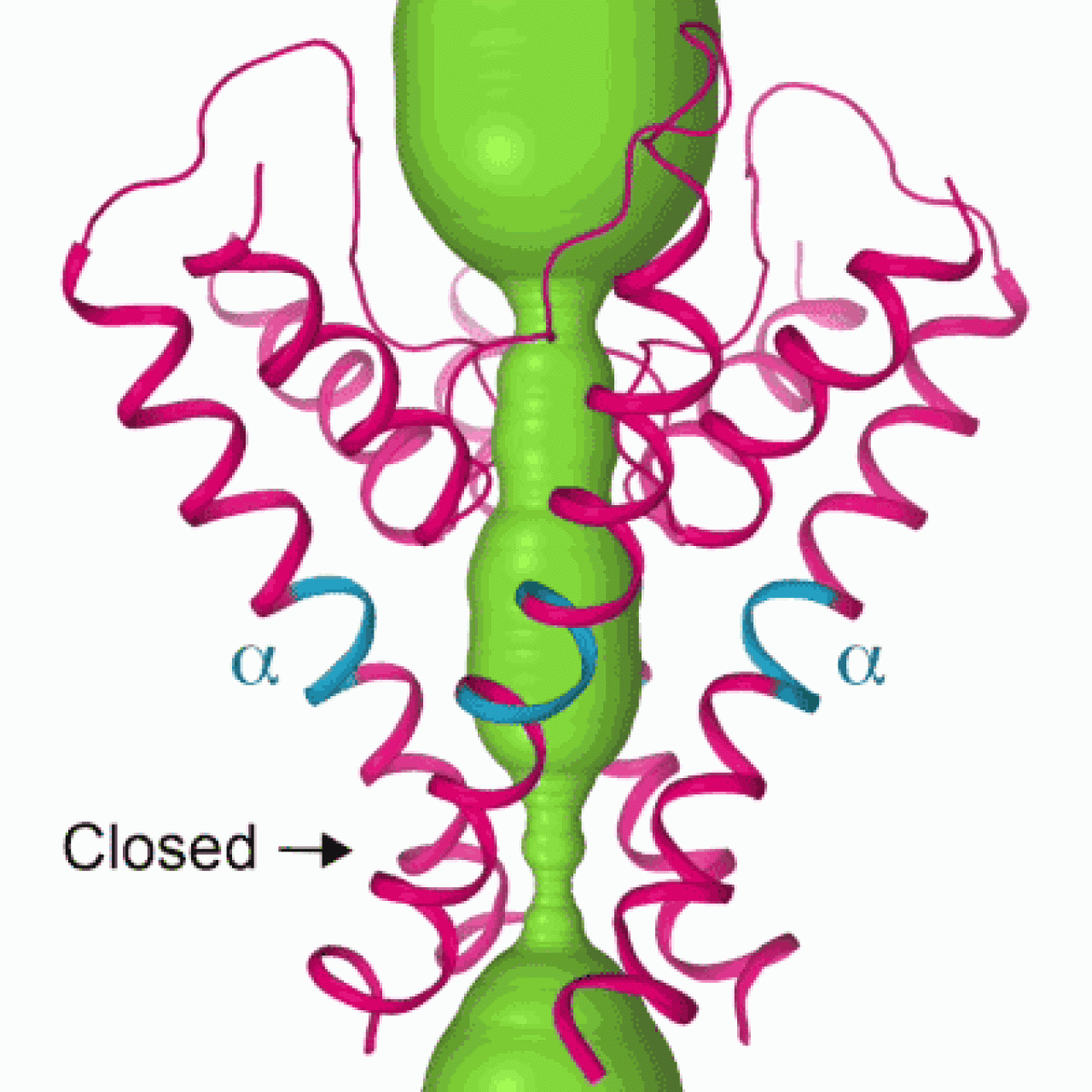 Electron Microscope Images Reveal How Cells Absorb a Vital Mineral ...