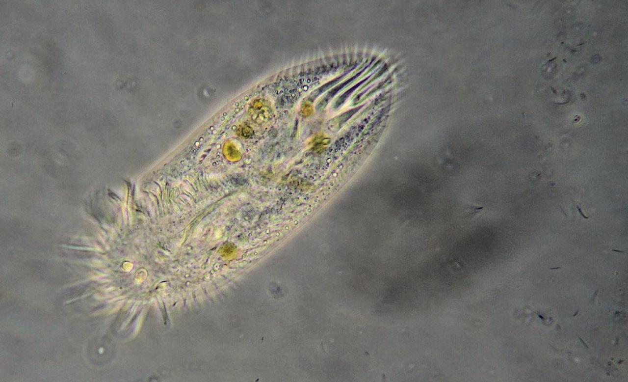 These Creatures Are Helping Us Understand Our Genome | Columbia ...