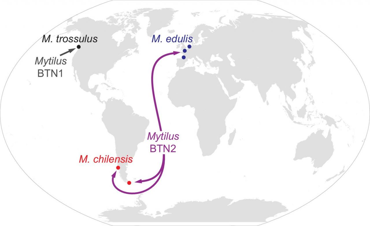Contagious Cancer in Shellfish is Spreading Across the Atlantic ...