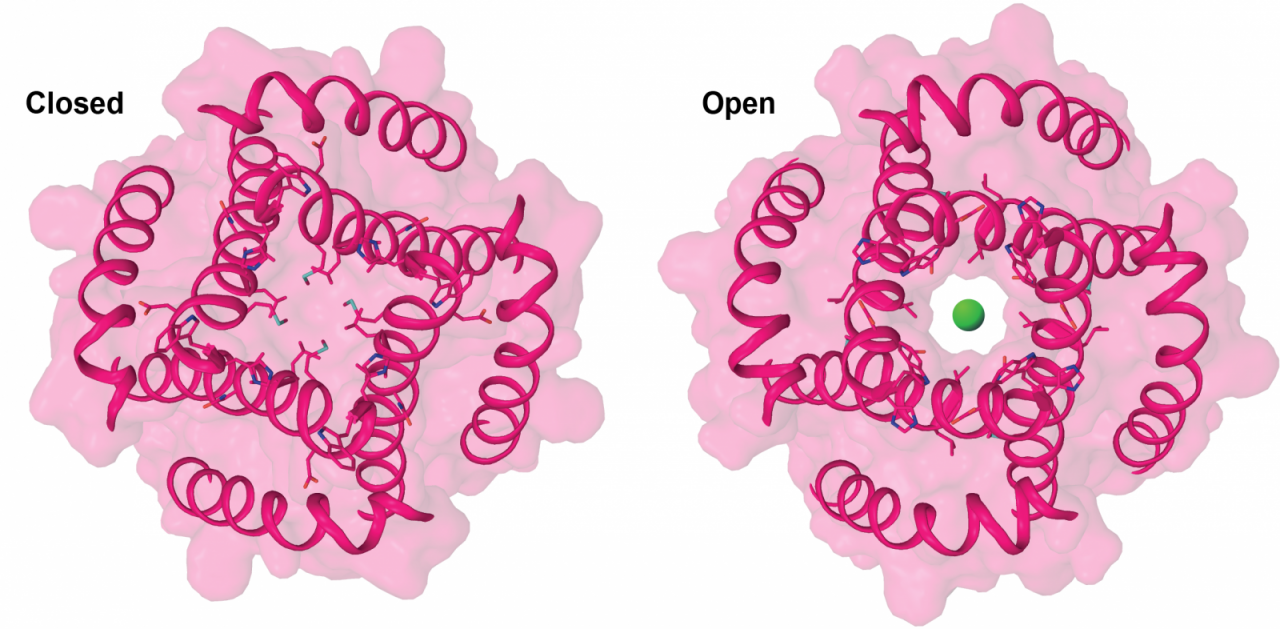 Electron Microscope Images Reveal How Cells Absorb a Vital Mineral ...