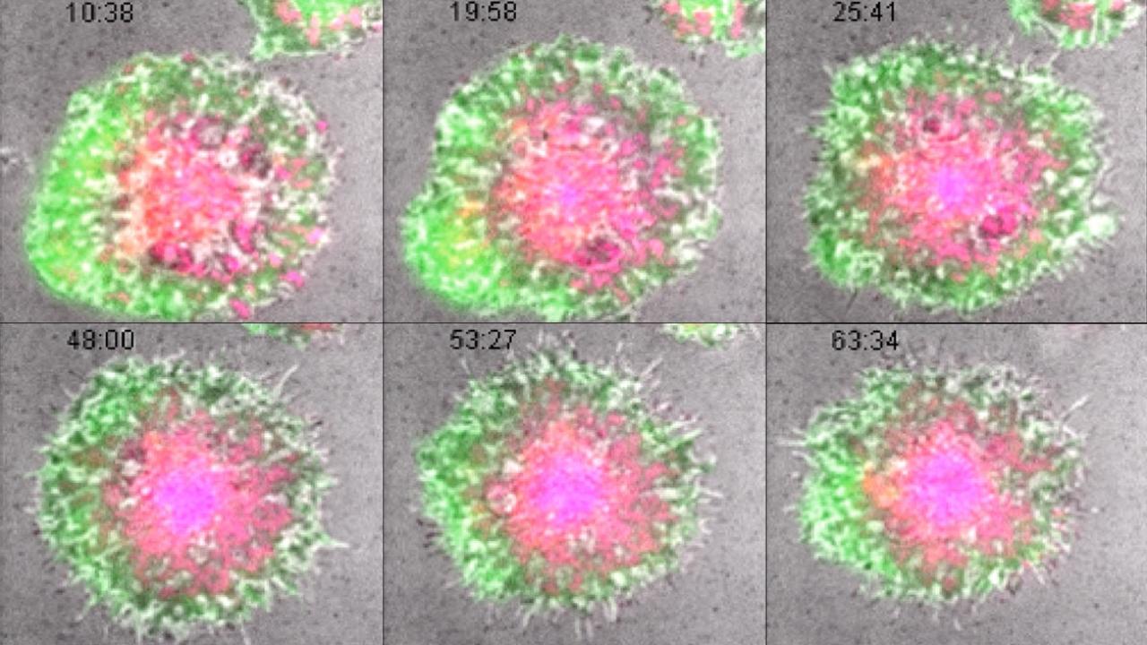 Living Drugs for the Skin, and Beyond | Columbia University Irving ...