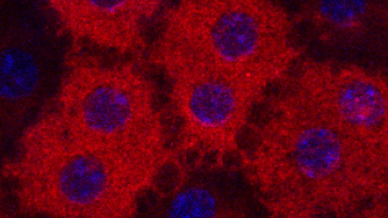 Stem Cells Improve Visual Function in Blind Mice | Columbia University ...