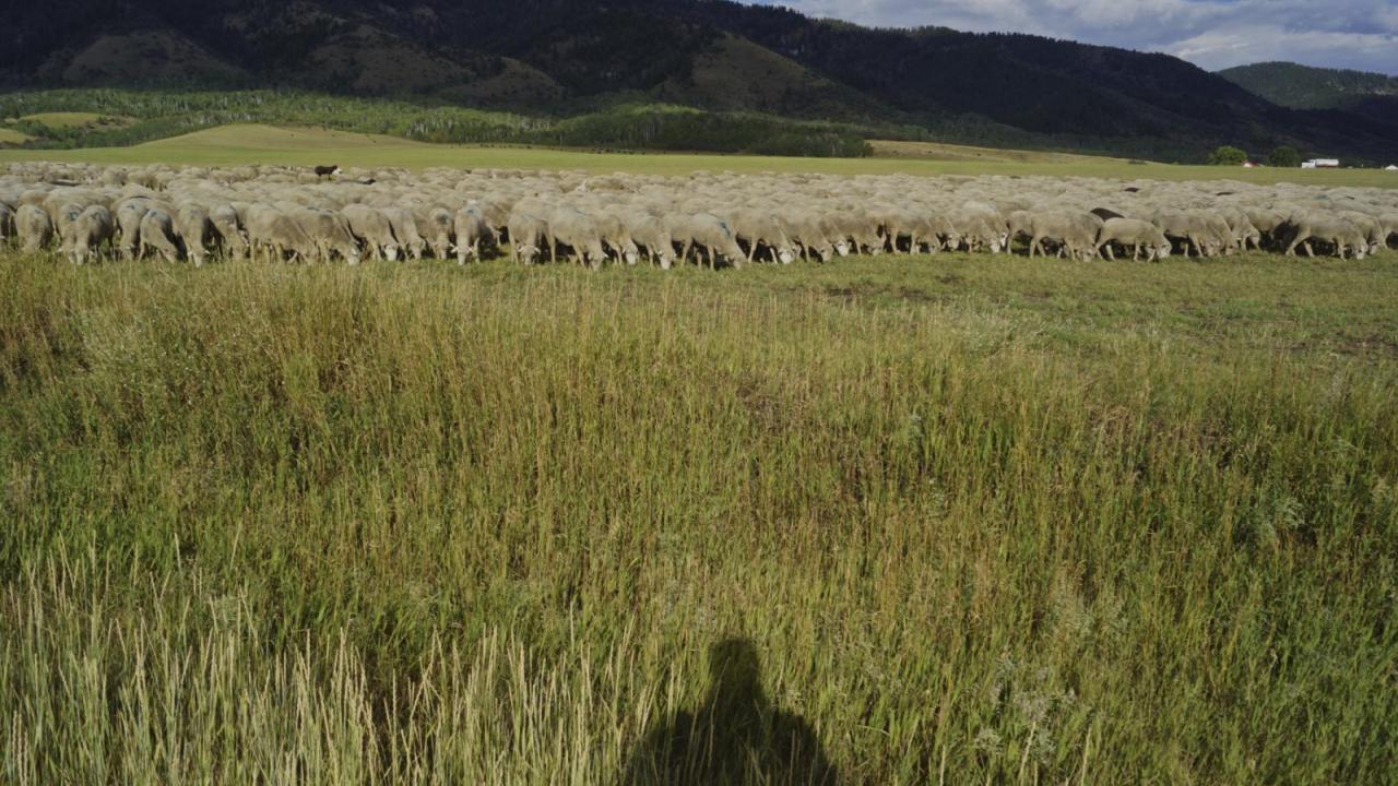 Cyclops Sheep and New Skin Cancer Treatment | Columbia University ...