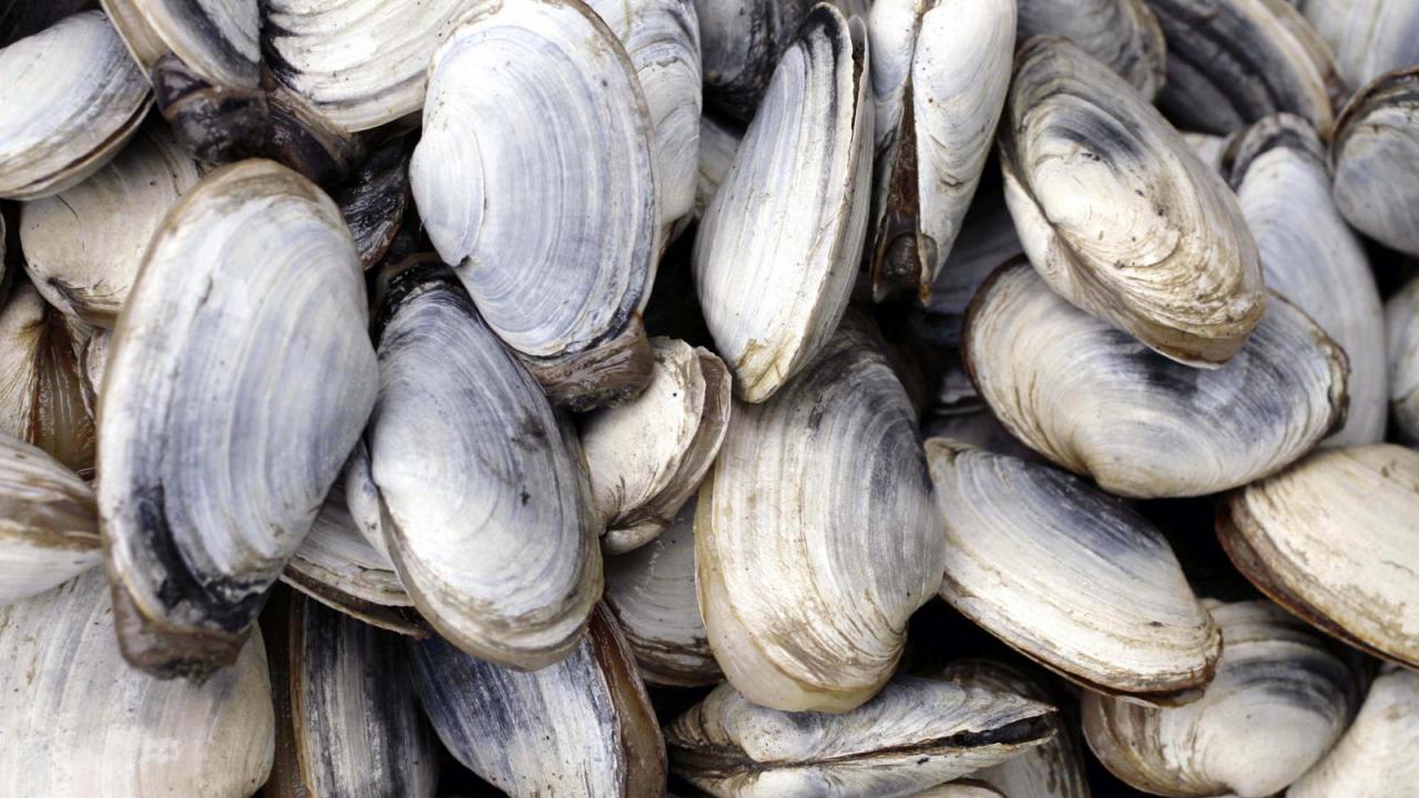 Contagious Cancers Are Spreading Among Several Species of Shellfish ...