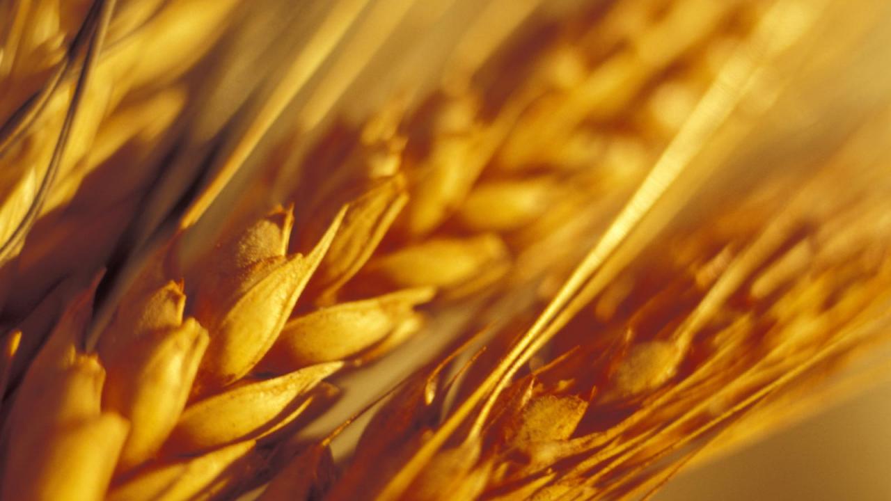 Columbia Researchers Find Biological Explanation for Wheat Sensitivity ...