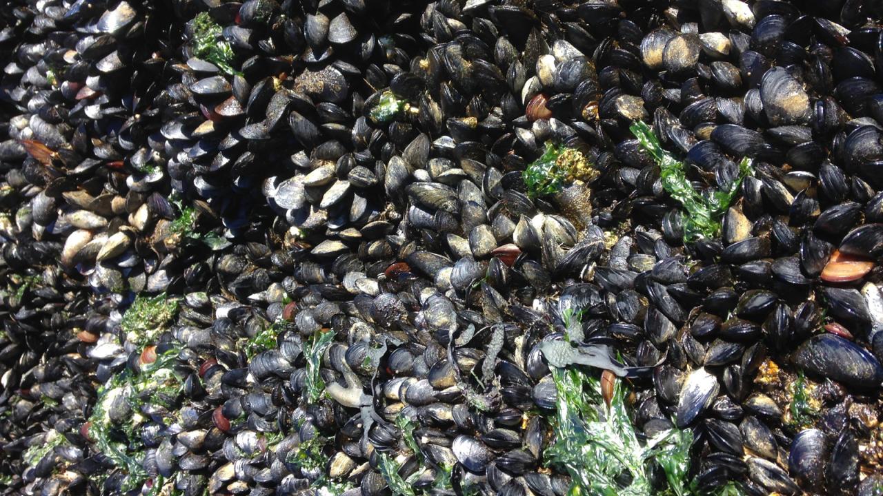 Contagious Cancer in Shellfish is Spreading Across the Atlantic ...