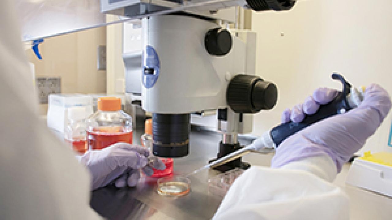 Five Stem Cell Projects Funded by NYSTEM | Columbia University Irving ...