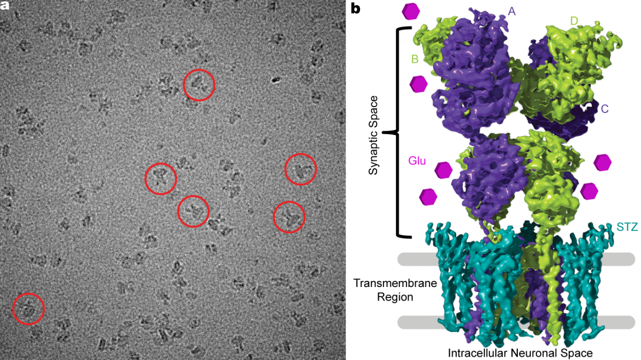 Scientists Capture First Image of Major Brain Receptor in Action ...