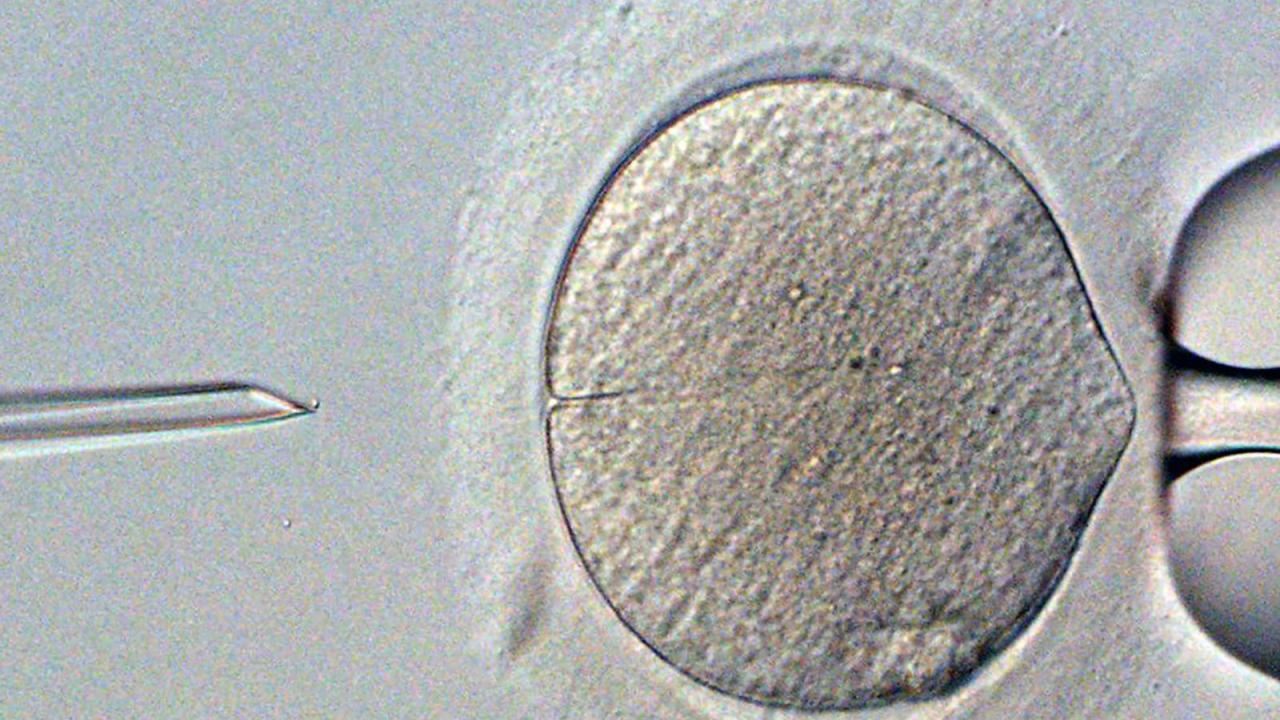 Study Identifies Pitfall for Correcting Mutations in Human Embryos with ...