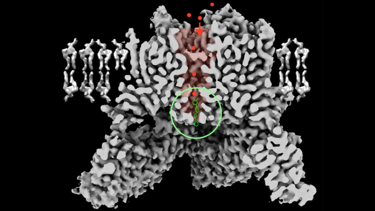 Novel Drugs That Act Like Biological Plugs May Treat Aggressive Cancers ...