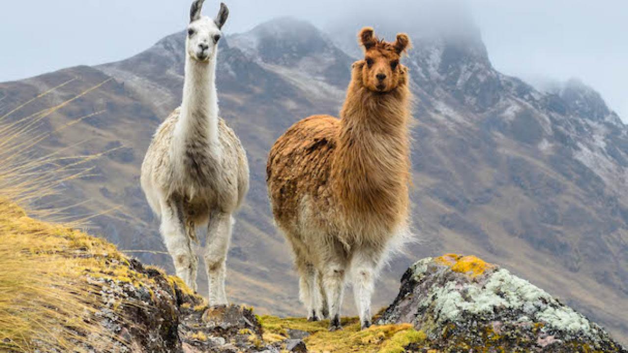 Synthetic Llama Antibodies Rescue Doomed Proteins Inside Cells ...