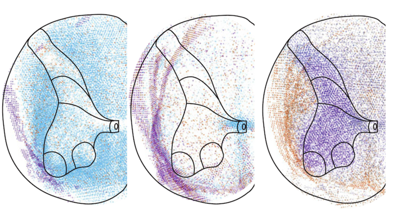This New Atlas of the Spinal Cord May Help Science Solve Neurological ...