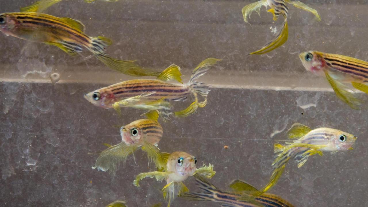 Zebrafish Can Repair Their Brains. Why Can’t We? | Columbia University ...