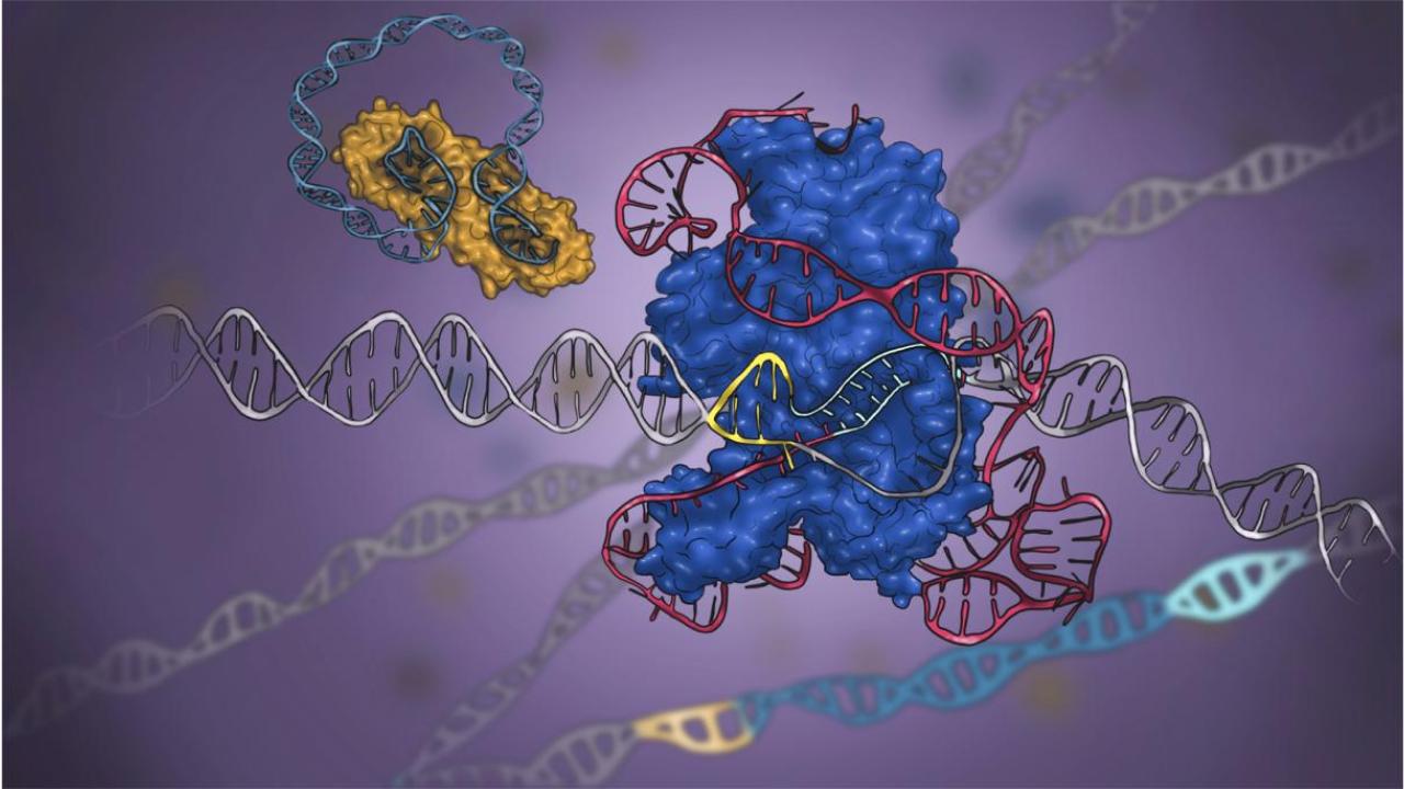 The Genesis of CRISPR’s Molecular Scissors | Columbia University Irving ...