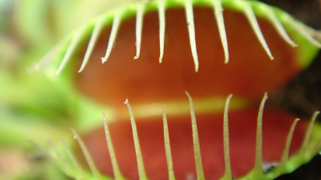 venus flytrap movement