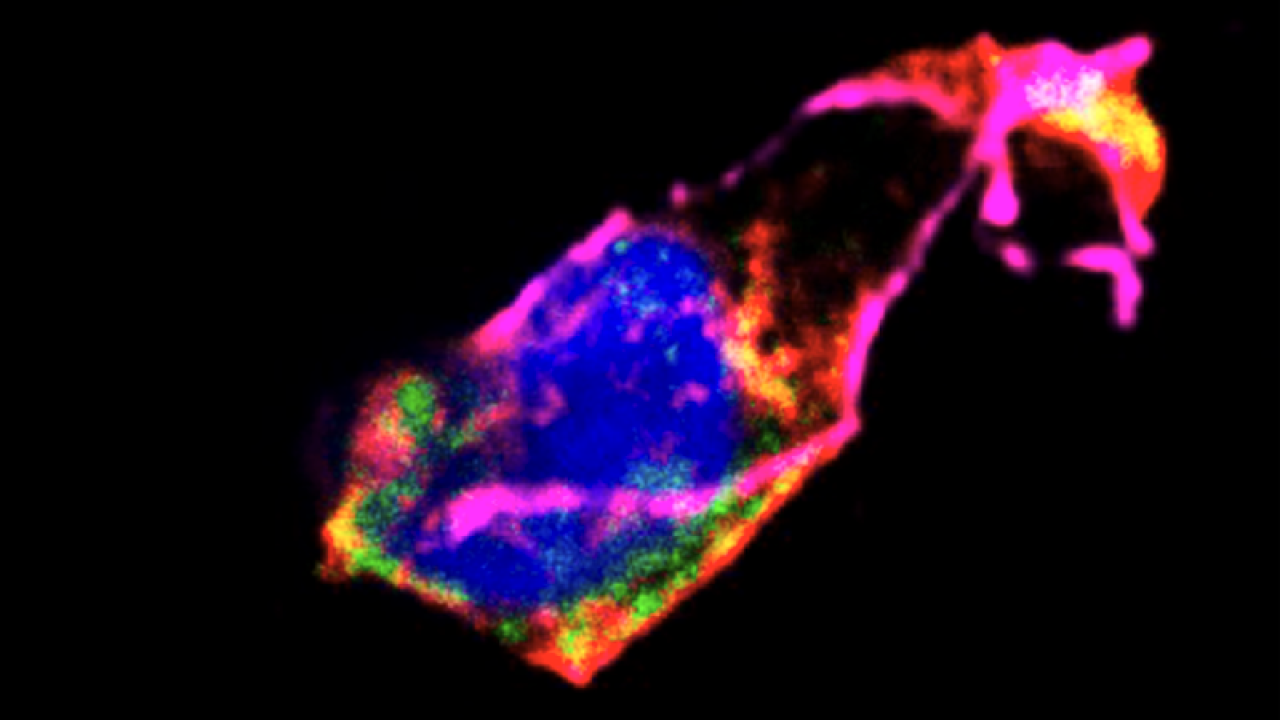 Not Getting Enough Sleep? Your Vascular Cells Are Drowning in Oxidants ...