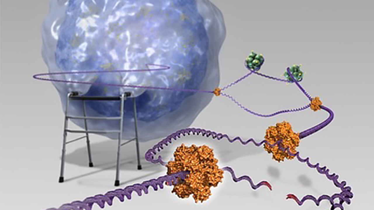 cellular regeneration fasting