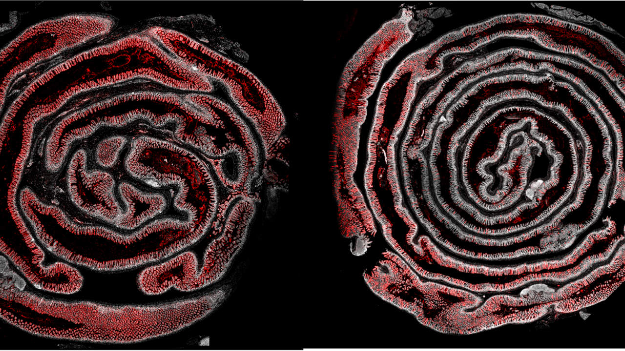 stem cells digestive system