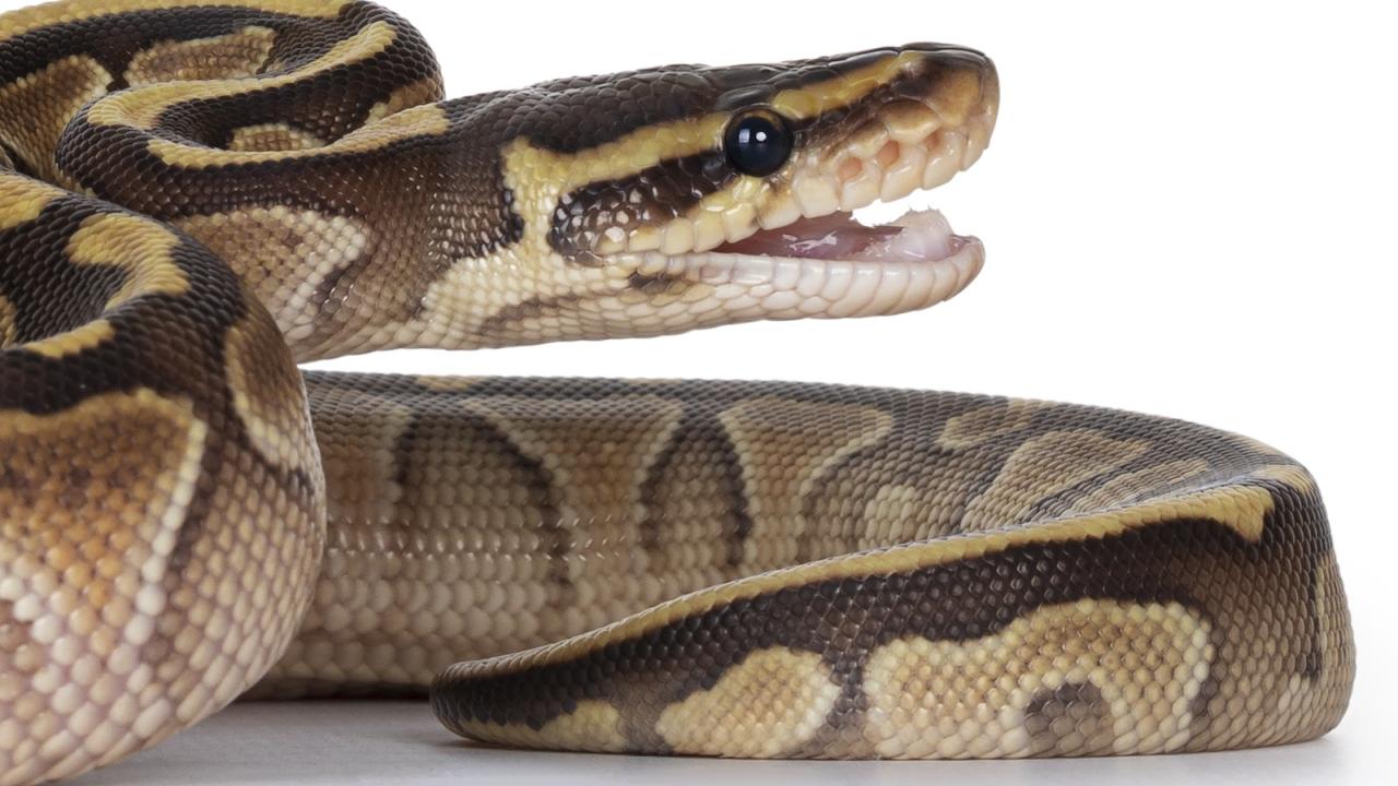 Columbia University Irving Medical Center