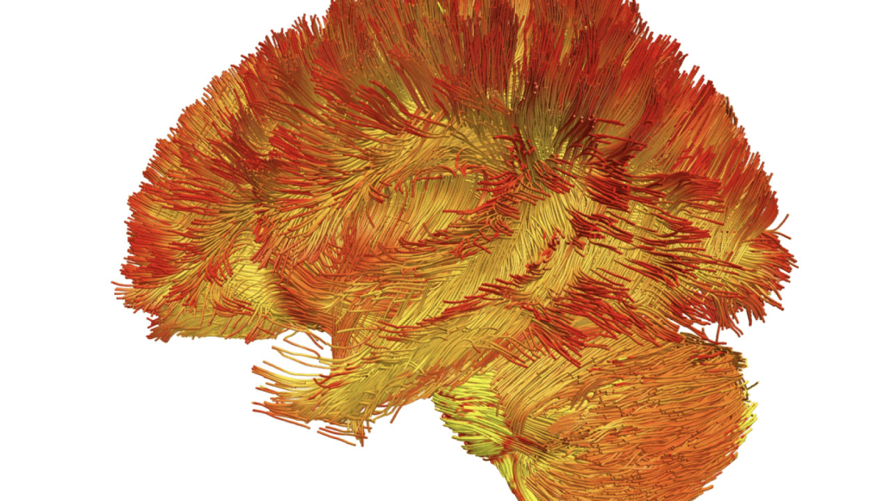 Atlas of Brain’s Mitochondria Reveals High Cognition Areas Supplied ...