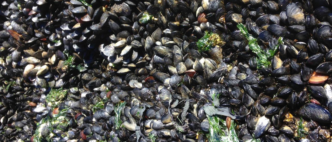 Contagious Cancer in Shellfish is Spreading Across the Atlantic ...