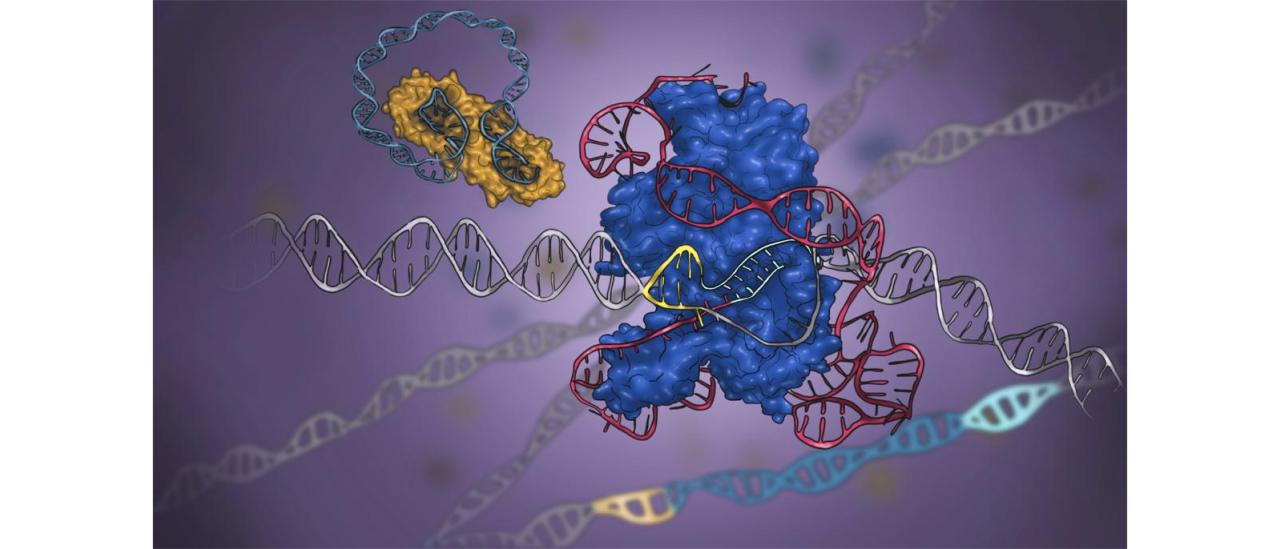 The Genesis of CRISPR’s Molecular Scissors | Columbia University Irving ...