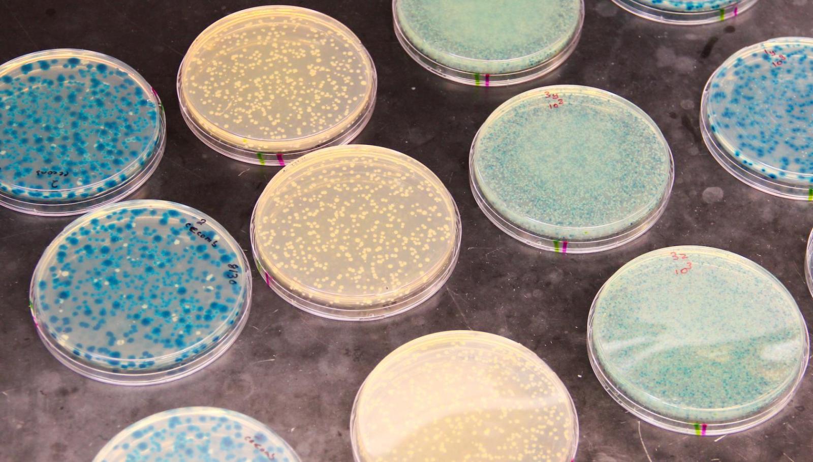 The Genesis of CRISPR’s Molecular Scissors | Columbia University Irving ...