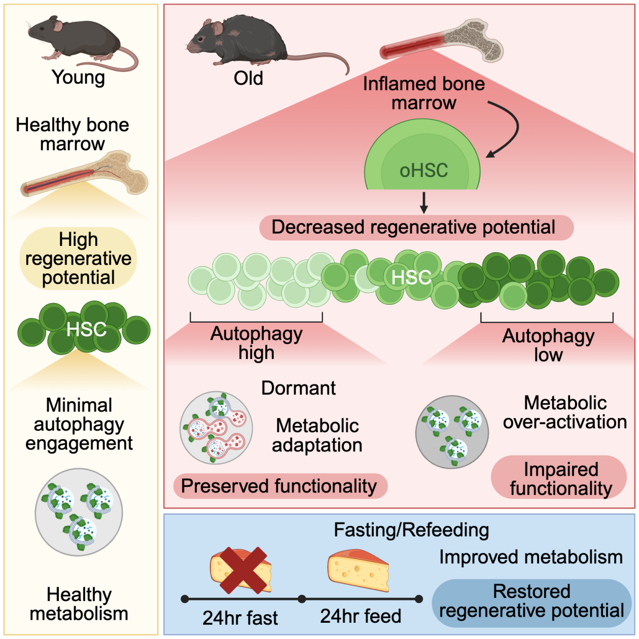 A Fasting-Refeeding Paradigm Rejuvenates Old Stem Cells | Columbia ...