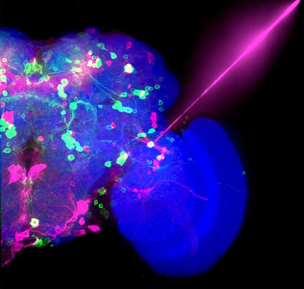 Karl Deisseroth, Peter Hegemann and Gero Miesenböck Awarded Horwitz ...