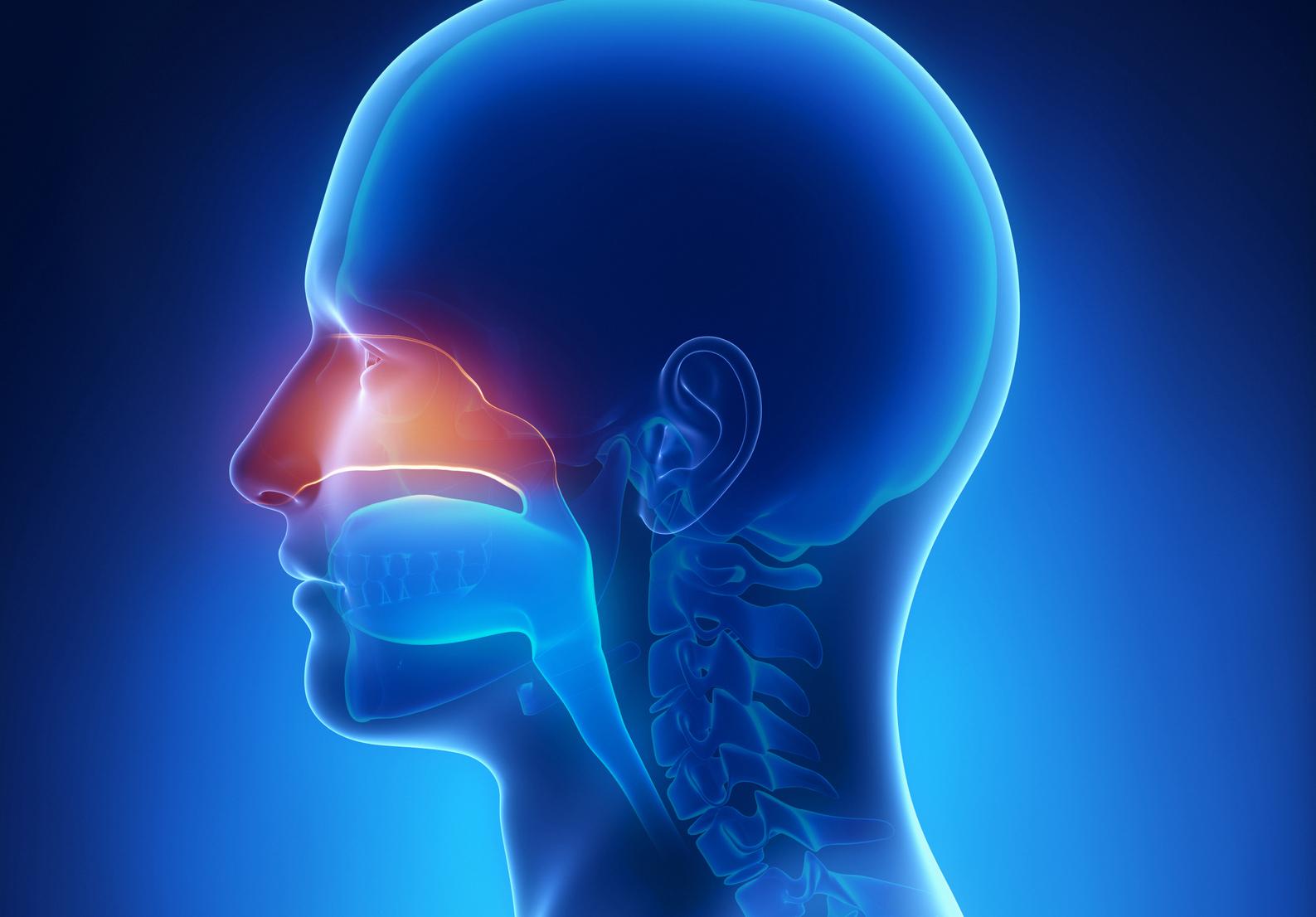 Everything you ever wanted to know about stuffy and runny noses ...