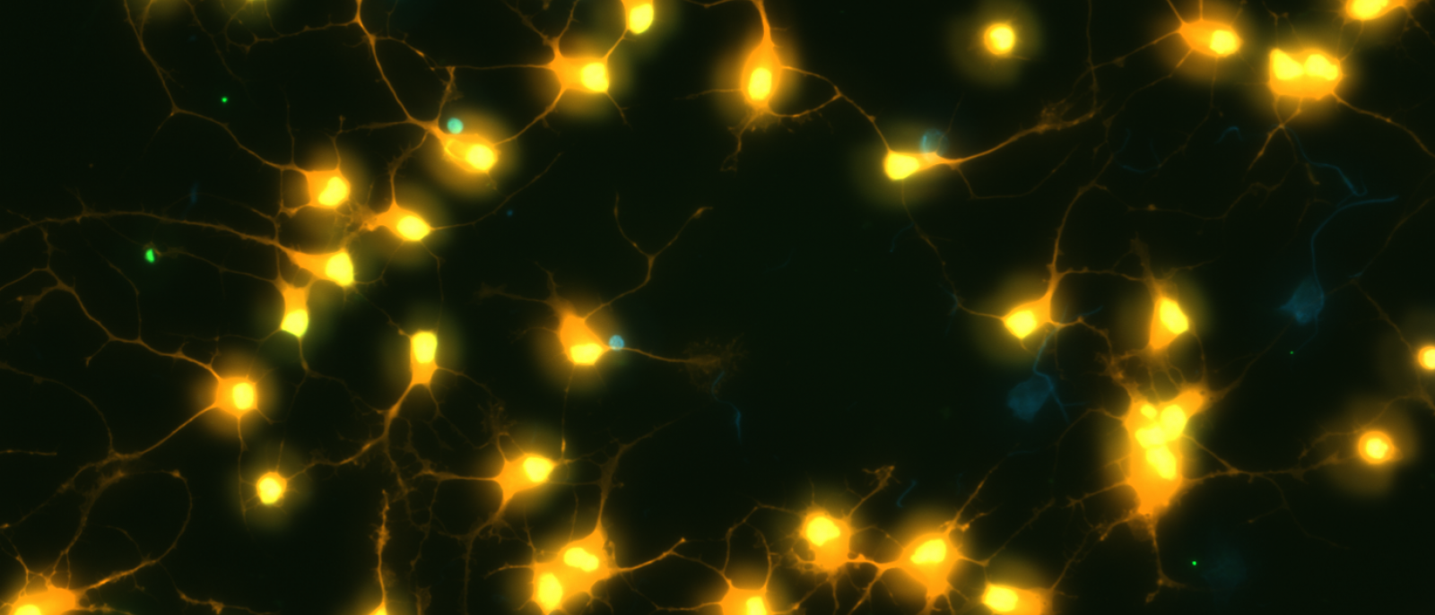 Columbia Stem Cell Initiative Opens New Headquarters | Columbia ...