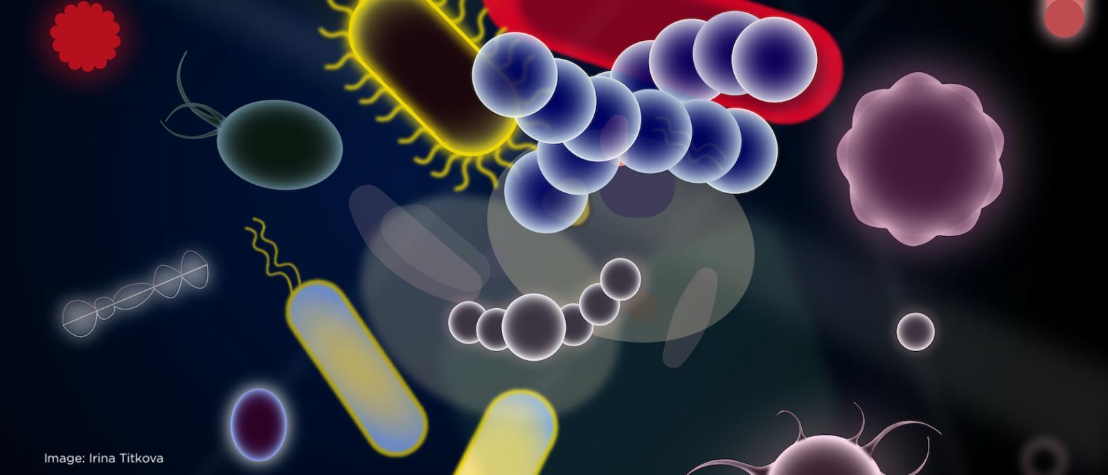 Dynamics of Gut Bacteria Follow Ecological Laws | Columbia University ...