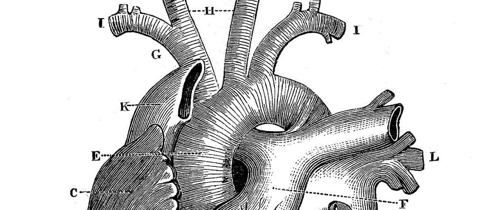 Broken Hearts | Columbia University Irving Medical Center