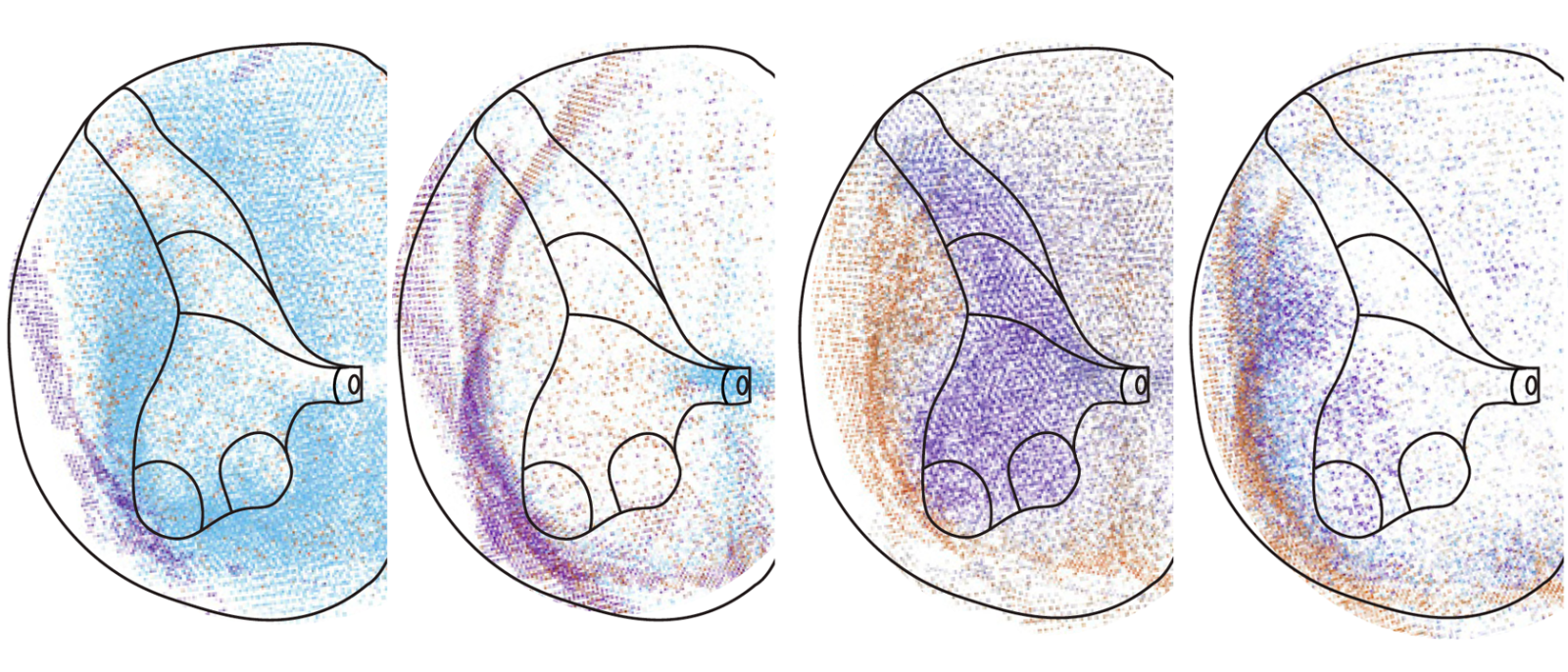 This New Atlas of the Spinal Cord May Help Science Solve Neurological ...