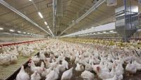 Columbia Tests New Bird Flu Strategy on Poultry Farms | Mirage News
