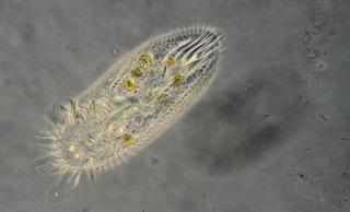 These Creatures Are Helping Us Understand Our Genome | Columbia ...