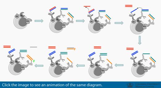 DNA Robots Find and Tag Blood Cells | Columbia University Irving ...
