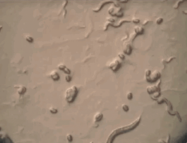 Study Shows How Effects of Starvation Can Be Passed to Future ...