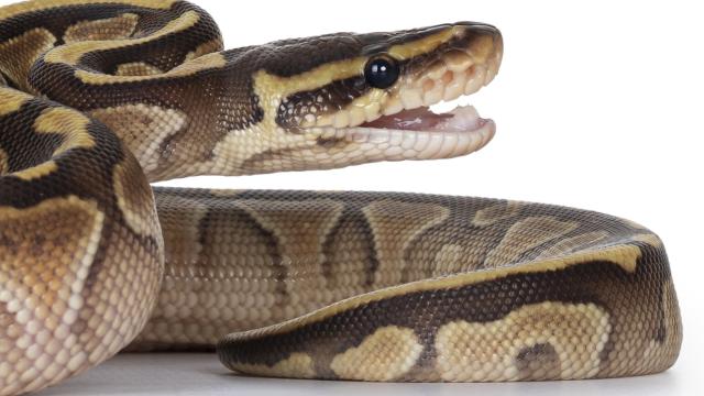 News | Columbia University Irving Medical Center