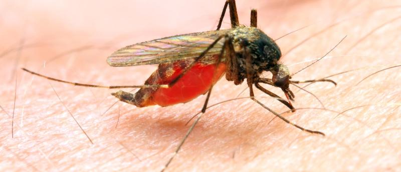 Malaria in the U.S.: What Do We Need to Know? | Columbia University ...